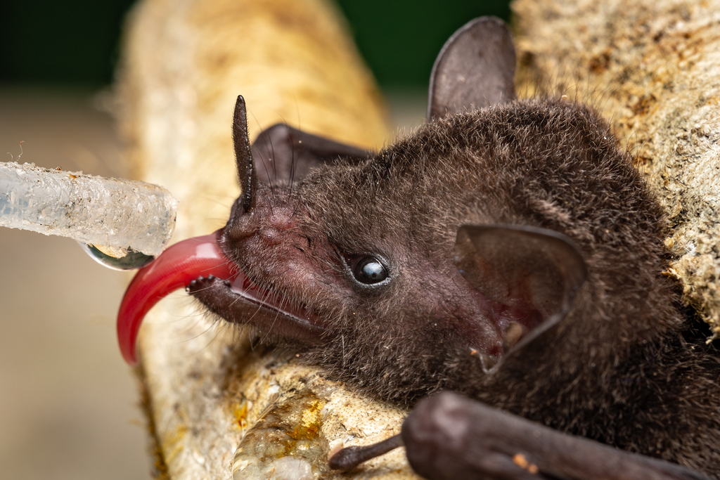 Commissaris's long-tongued bat from Stann Creek District, Belize on ...