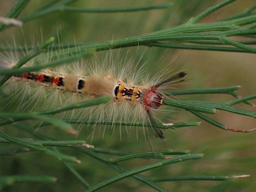 Painted apple moth from Unthanks Reserve, Somerville VIC 3912 ...
