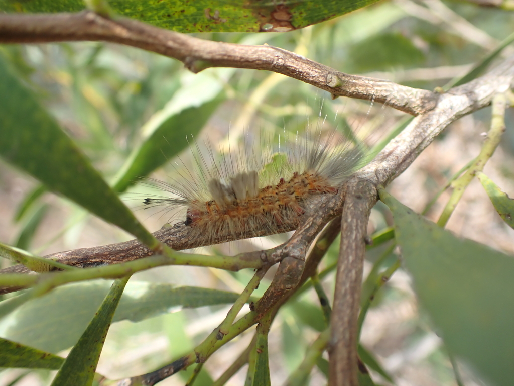 Painted apple moth from Unthanks Reserve, Somerville VIC 3912 ...
