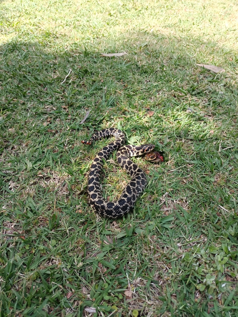 South American Hognose Snake from M786+WCG Vivero del parque, 80000 San ...