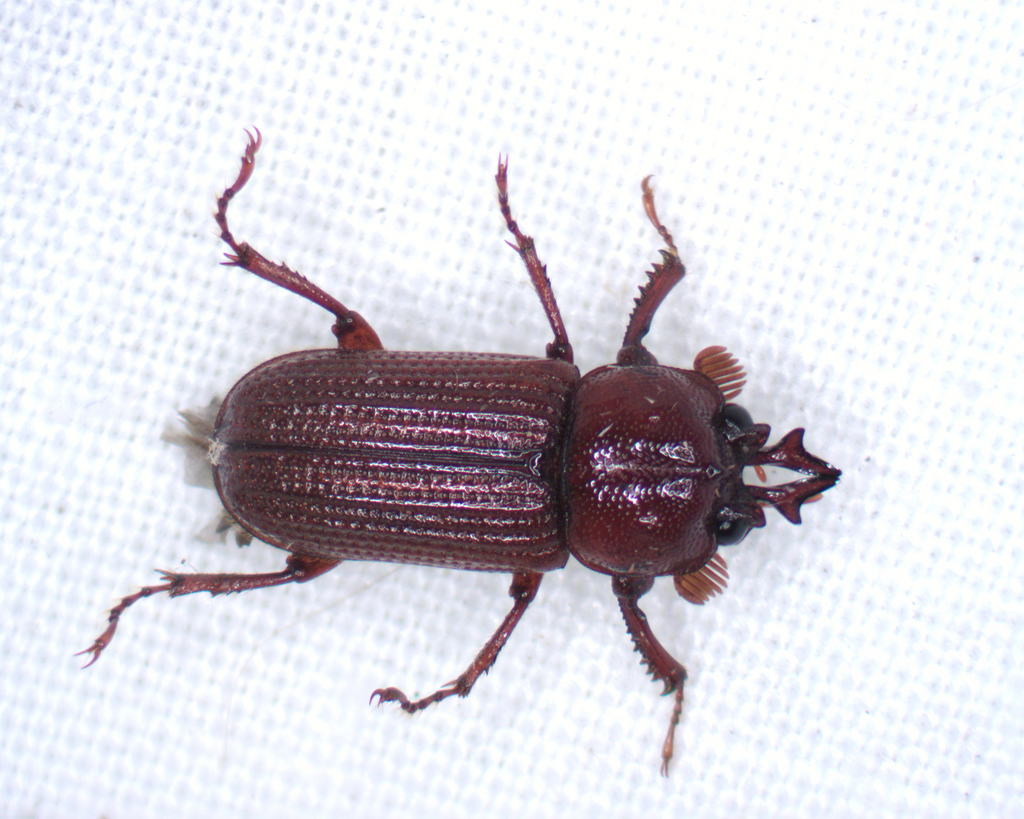 Syndesus cornutus from Gordon VIC 3345, Australia on February 12, 2024 ...