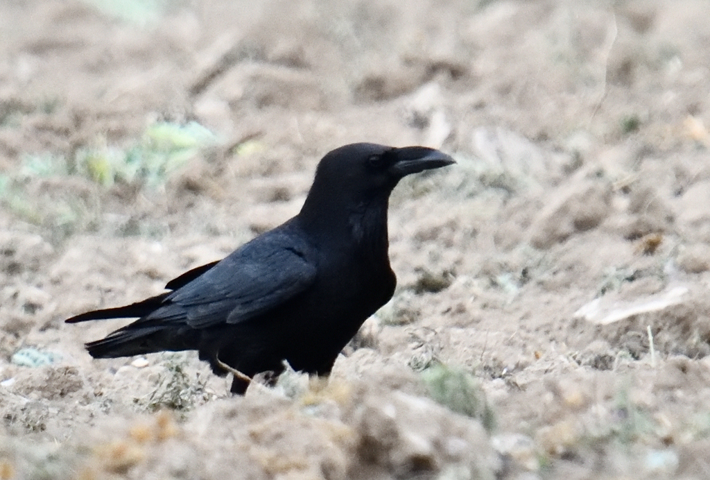 Chihuahuan Raven from Bustamante, N.L., México on February 14, 2024 at ...