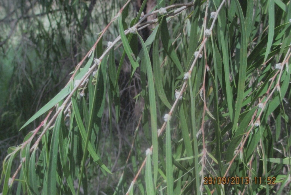 Western Australian Peppermint from Perth WA, Australia on September 28 ...