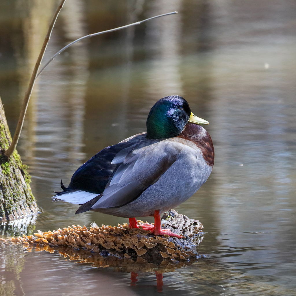 Mallard from Northwest Washington, Washington, DC, USA on February 15 ...