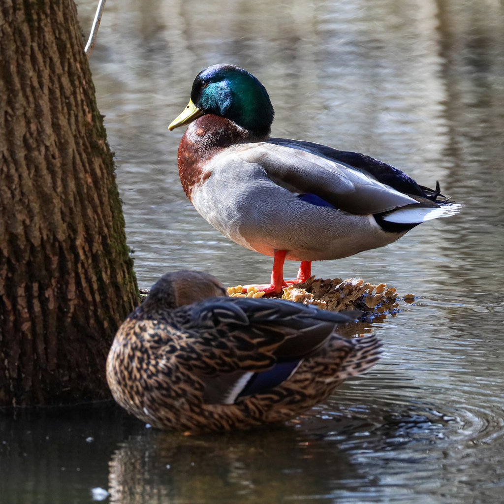 Mallard from Northwest Washington, Washington, DC, USA on February 15 ...