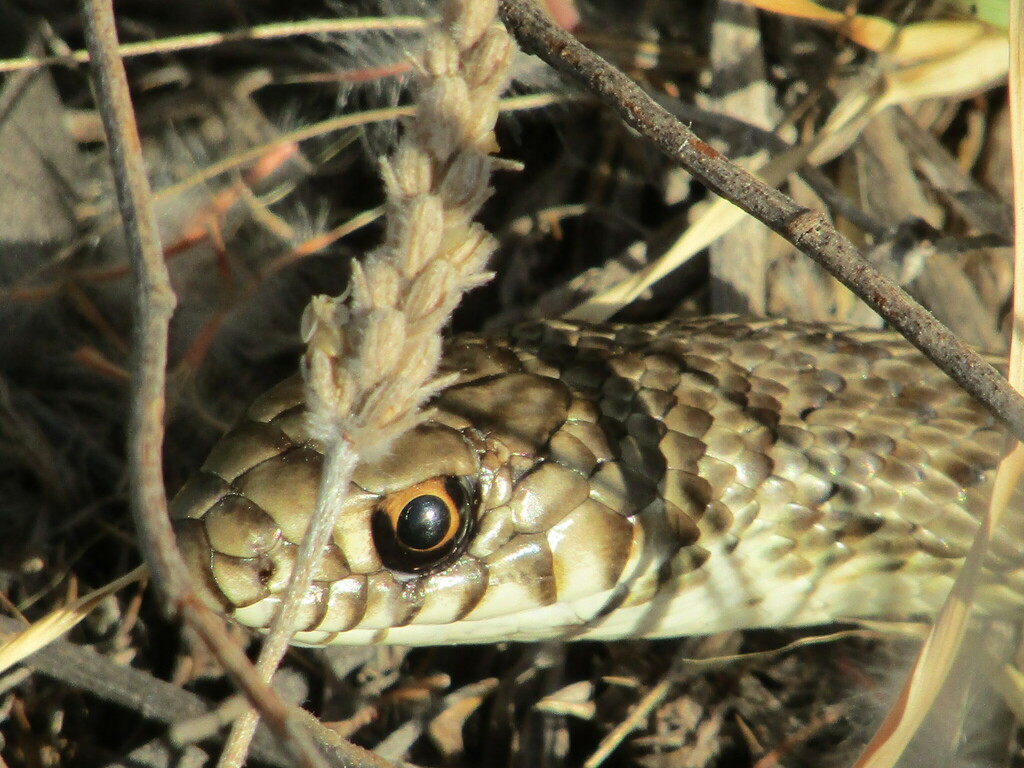 Patagonian Racer from Gral. Acha, La Pampa, Argentina on February 12 ...