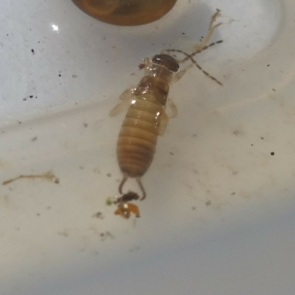 Common Earwigs from Site F 2 on January 4, 2024 by Rowan · iNaturalist
