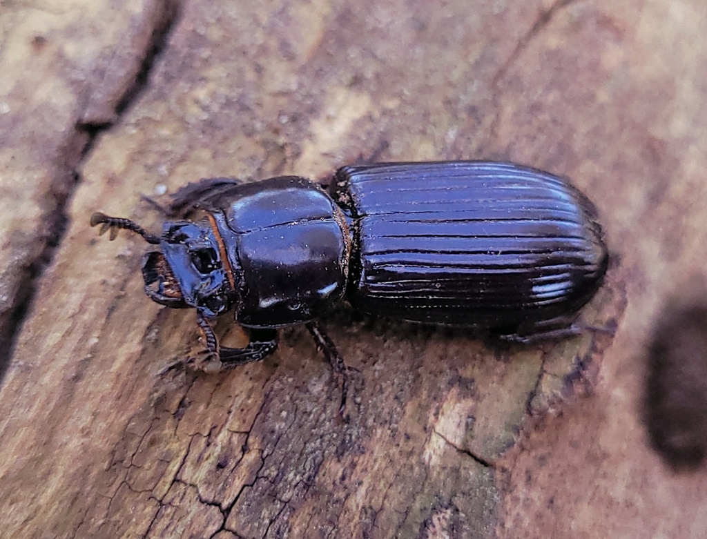Bess Beetles from Meredith VIC 3333, Australia on February 15, 2024 at ...