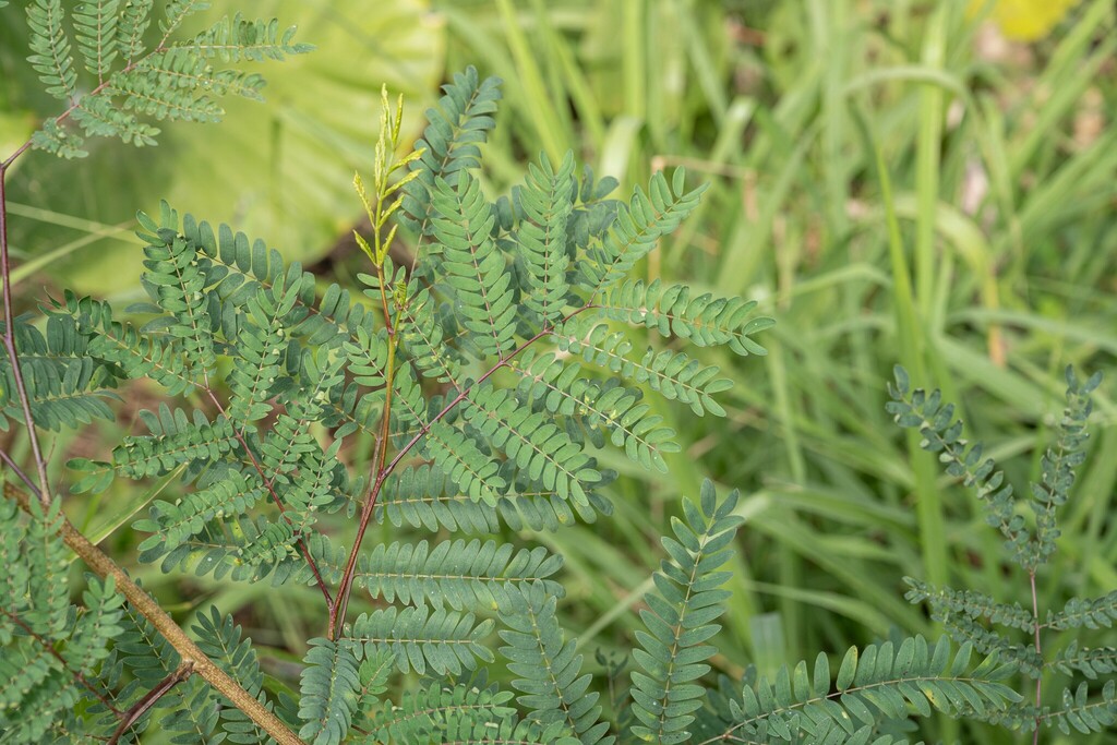 Mimoseae from Lamma Island, Hong Kong on January 11, 2024 at 02:07 PM ...