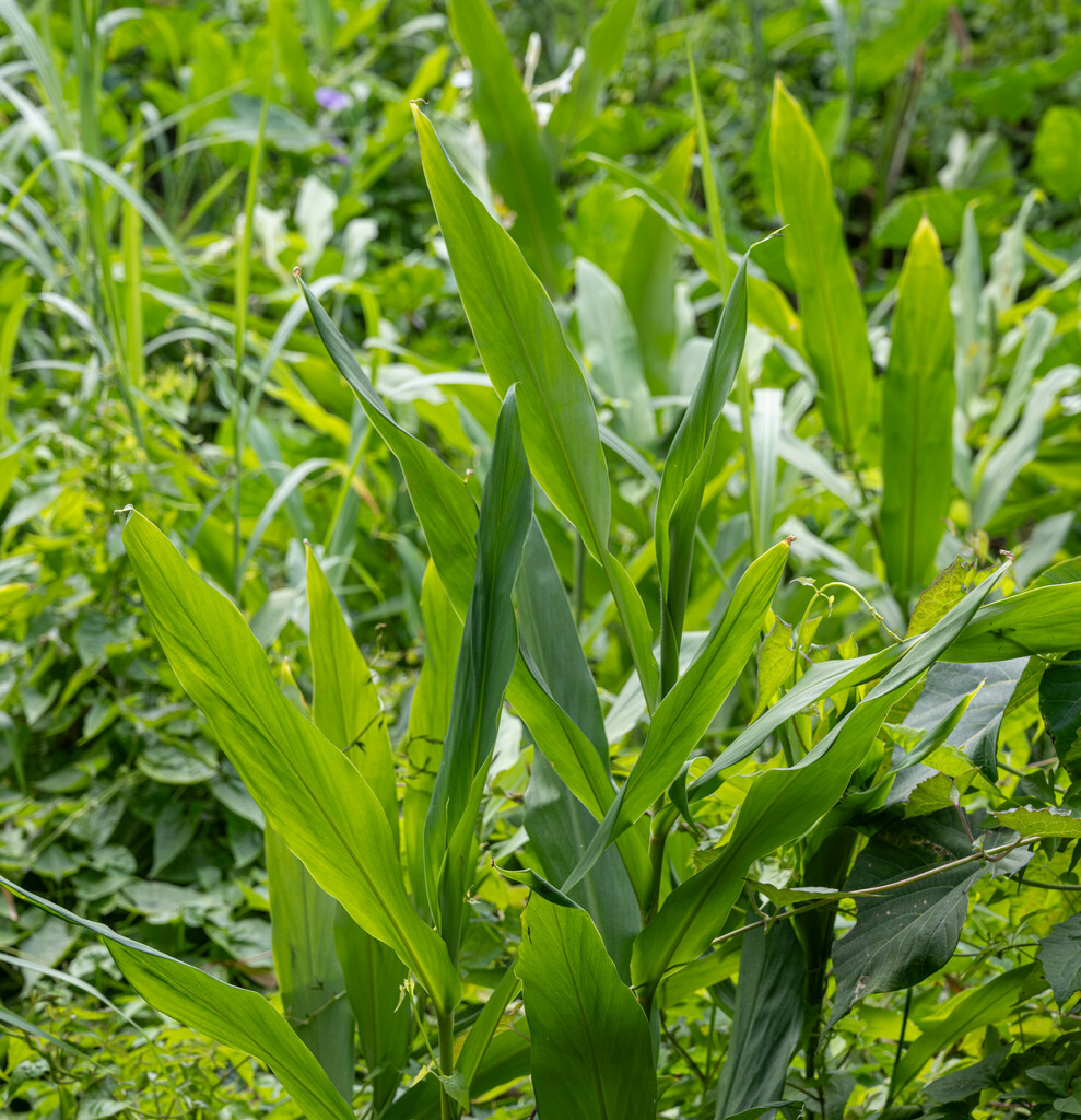 White ginger from Lamma Island, Hong Kong on January 11, 2024 at 02:09 ...