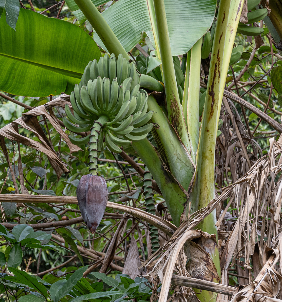 Plantain from Lamma Island, Hong Kong on January 11, 2024 at 02:11 PM ...