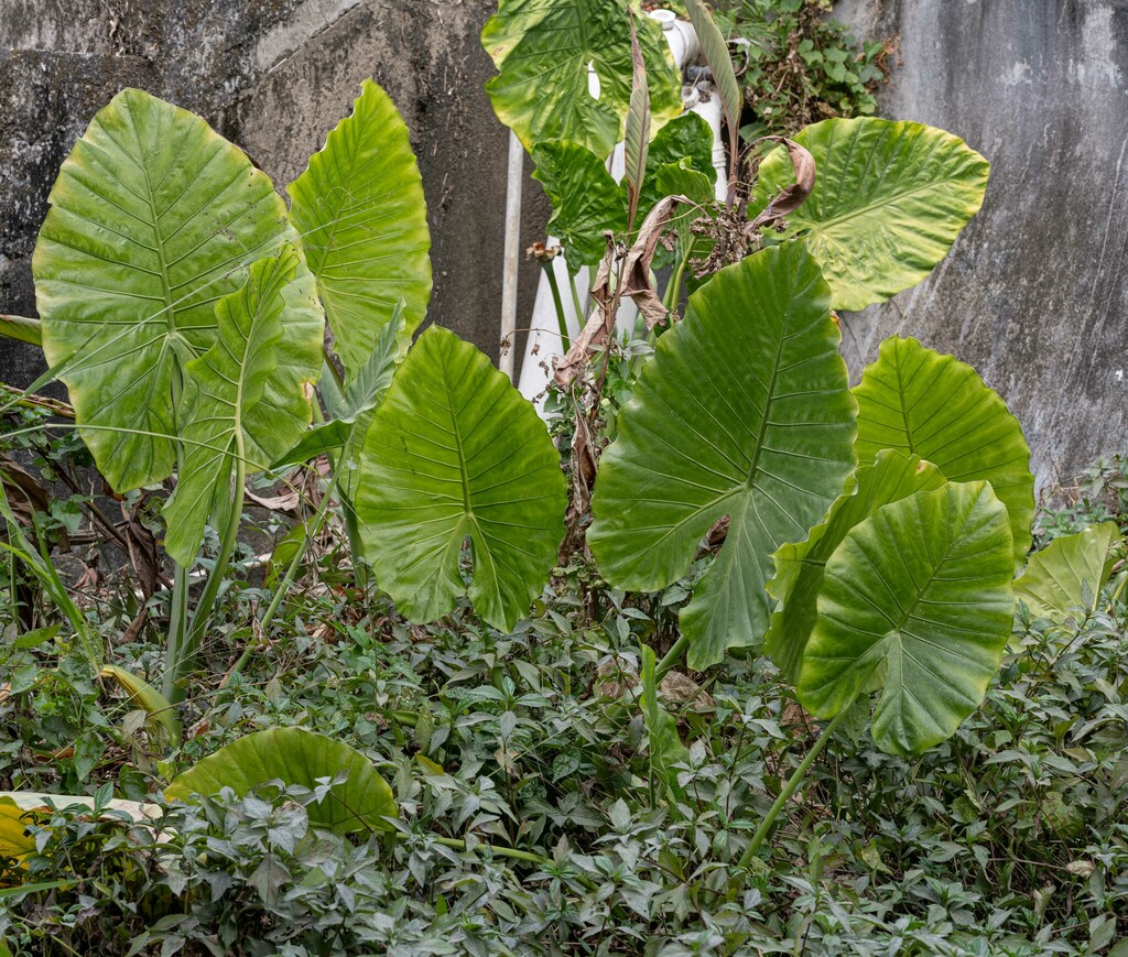 Asian Taro from Lamma Island, Hong Kong on January 11, 2024 at 02:11 PM ...
