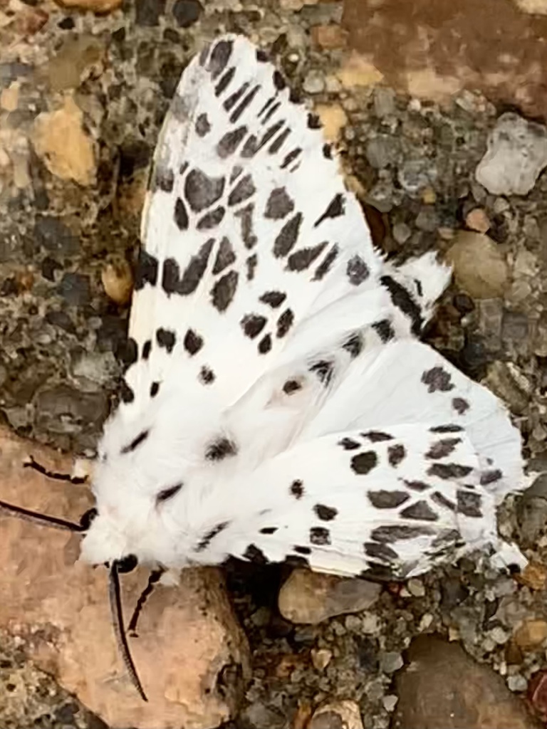 Fall Webworm Moth from CR-193, Alvin, TX, US on February 15, 2024 at 04 ...
