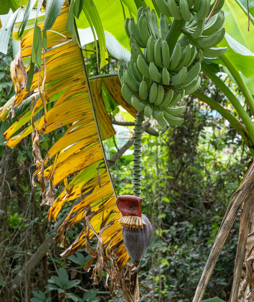 Plantain from Lamma Island, Hong Kong on January 11, 2024 at 02:13 PM ...