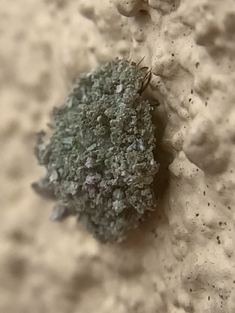 Lichen-carrying Green Lacewing from CR-193, Alvin, TX, US on February ...