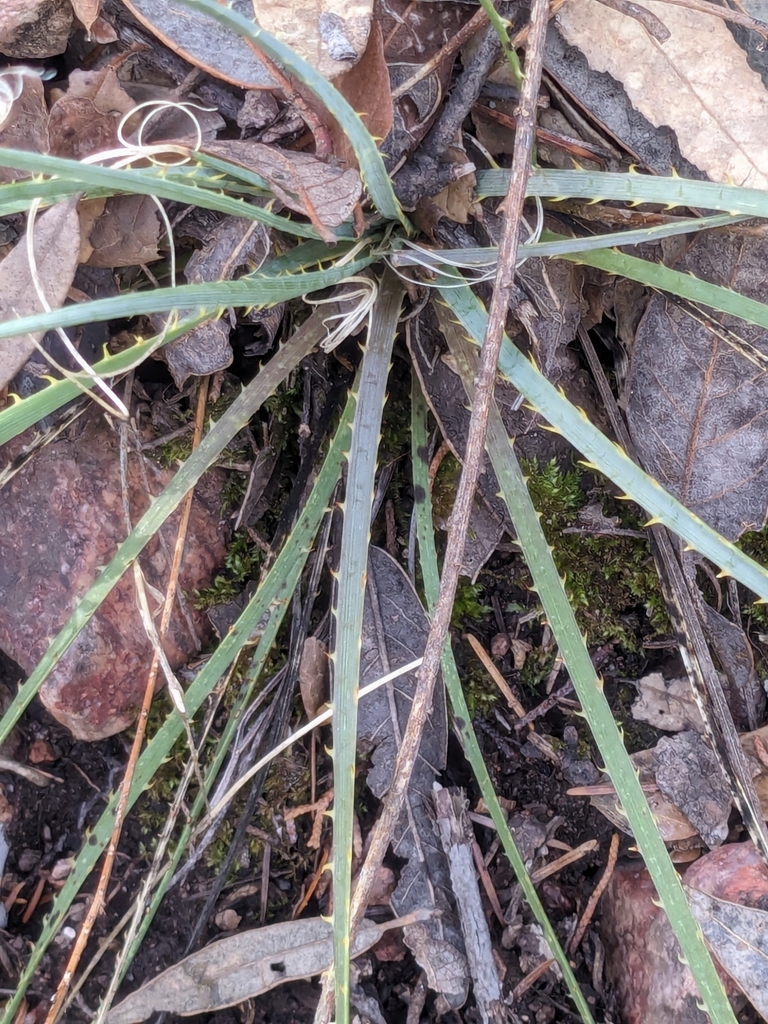 Wheeler sotol from Cochise County, US-AZ, US on February 15, 2024 at 01 ...