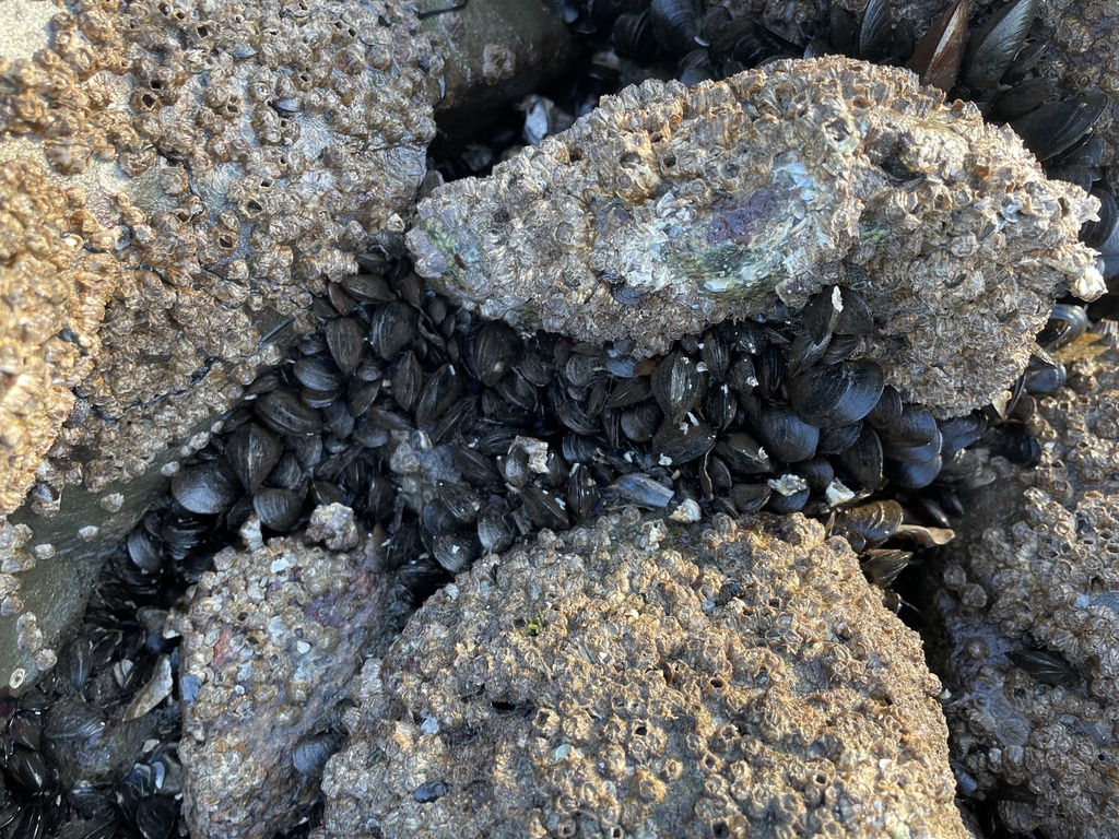 Northern Bay Mussel from Burrard Inlet, Greater Vancouver, BC, CA on ...