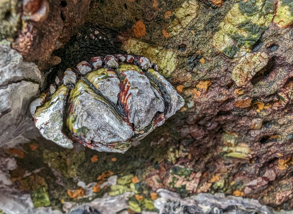 Japanese goose barnacle from Hong Kong on January 13, 2024 at 01:13 PM ...