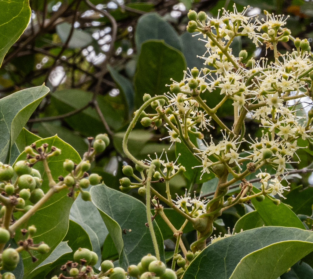 Ivy Tree from Peng Chau, Hong Kong on January 13, 2024 at 01:49 PM by ...