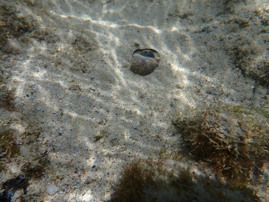 Gourd Rock Snail from Puerto Ayora, Ecuador on February 15, 2024 at 09: ...