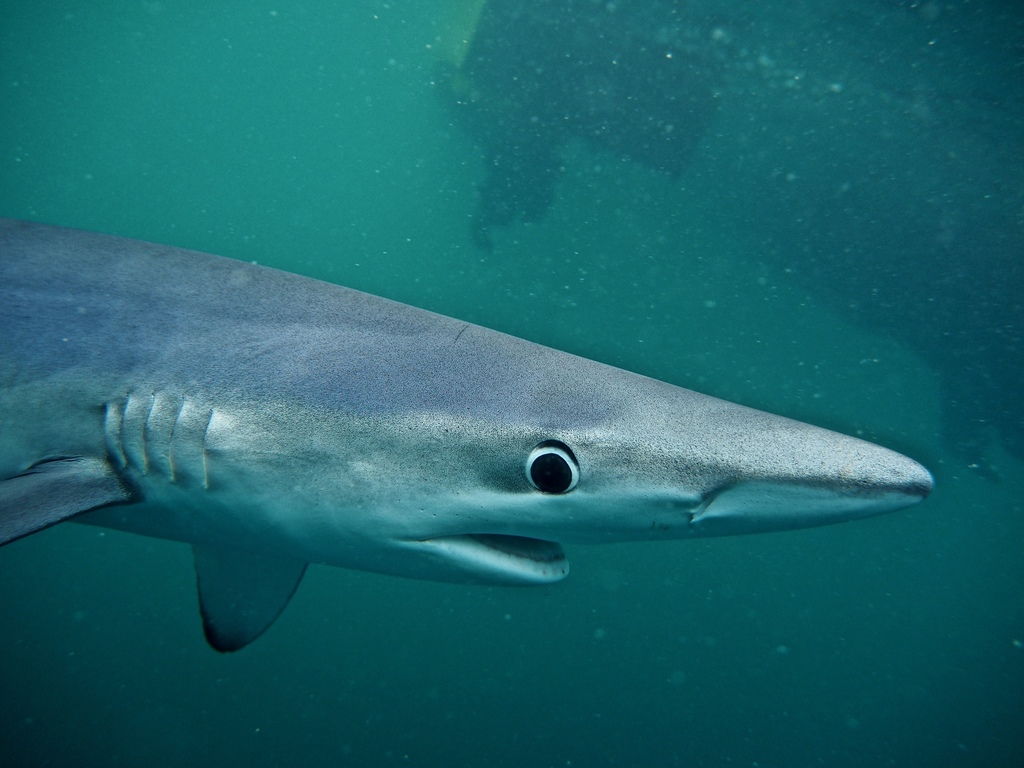 Blue Shark (Prionace glauca) - Marine Life Identification