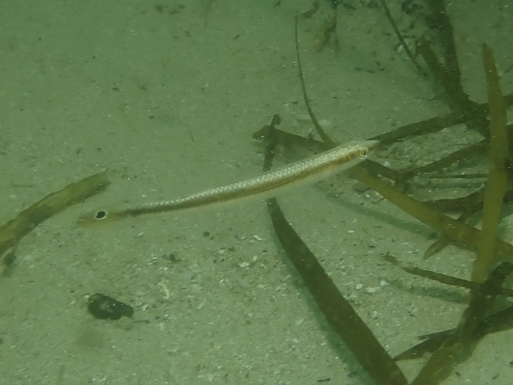 Slender Weed Whiting from Norman Bay, Wilsons Promontory, VIC, AU on ...