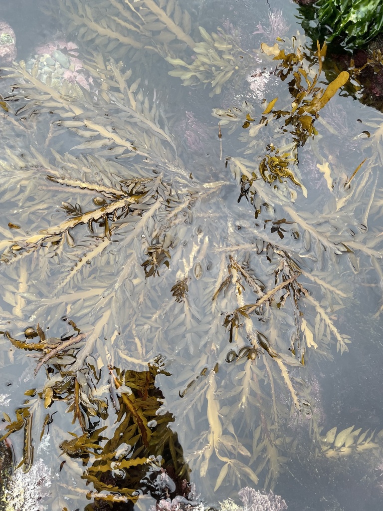 Common flapjack from Gooch Bay, Canterbury, NZ on February 16, 2024 at ...