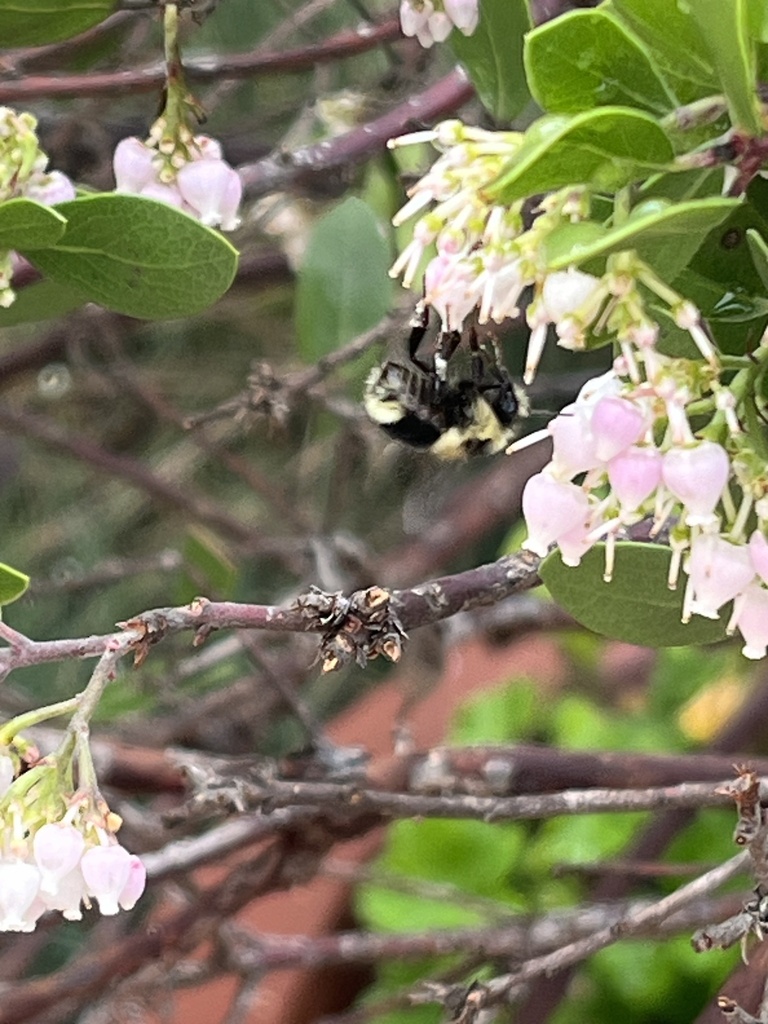 Black-tailed Bumble Bee from Nevin Ave, Richmond, CA, US on February 15 ...