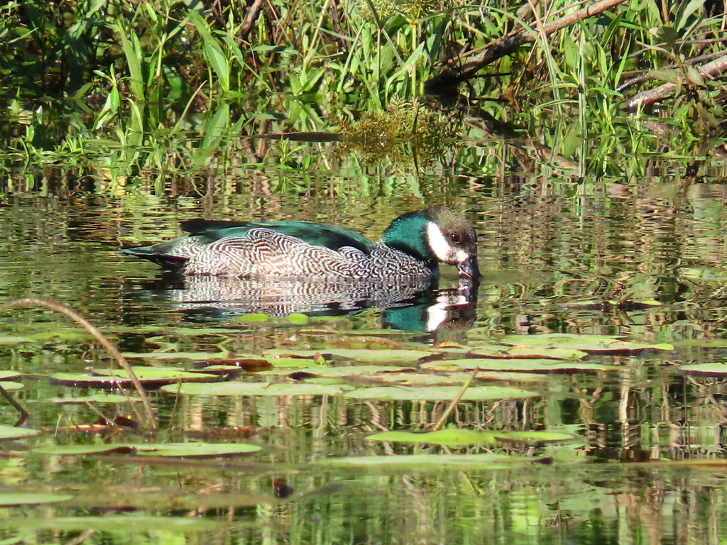 Green Pygmy-Goose from TYTO Wetlands, Cnr Bruce Highway and, Cooper St ...