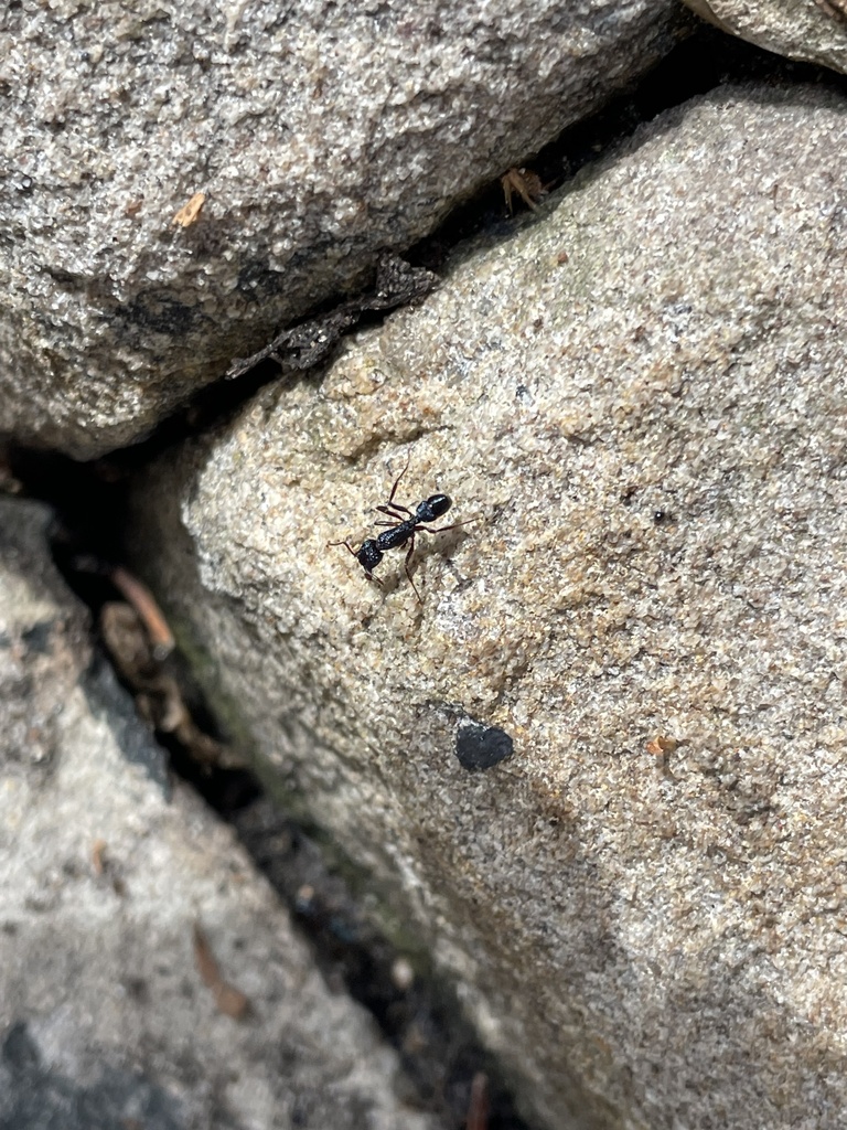 Pony Ants from 皇家植物园, 悉尼, NSW, AU on February 16, 2024 at 04:34 PM by ...