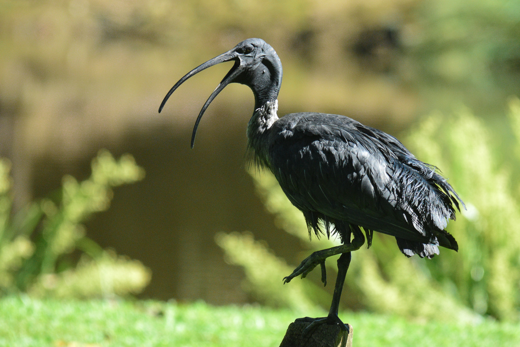 Australian Ibis from Brisbane QLD, Australia on September 15, 2022 at ...
