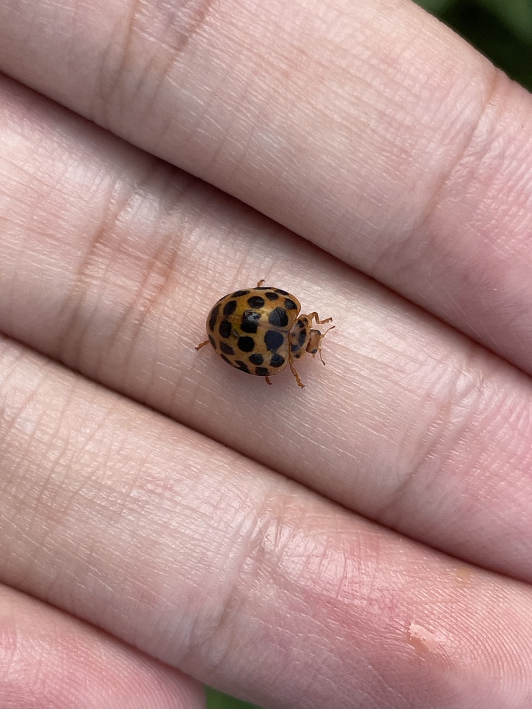 Hadda Beetle from 皇家植物园, 悉尼, NSW, AU on February 16, 2024 at 05:25 PM ...