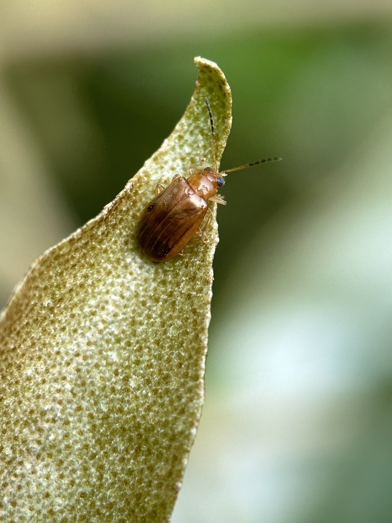 Leaf Skeletonizing Beetle Project Noah