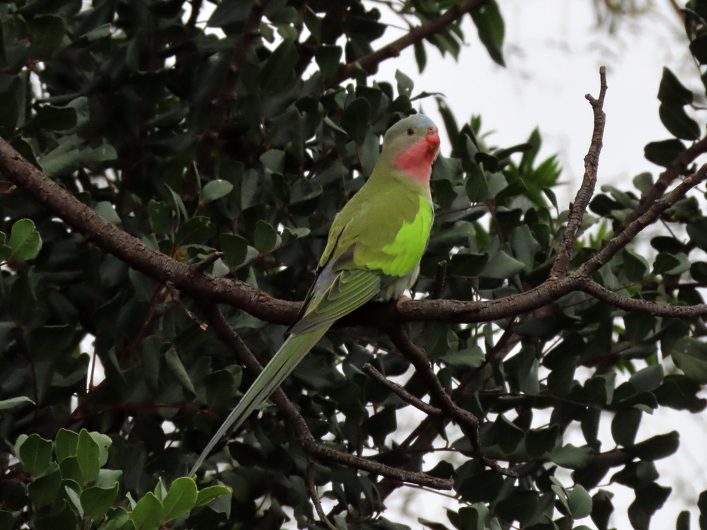 Princess Parrot from Goulburn NSW 2580, Australia on October 16, 2021 ...