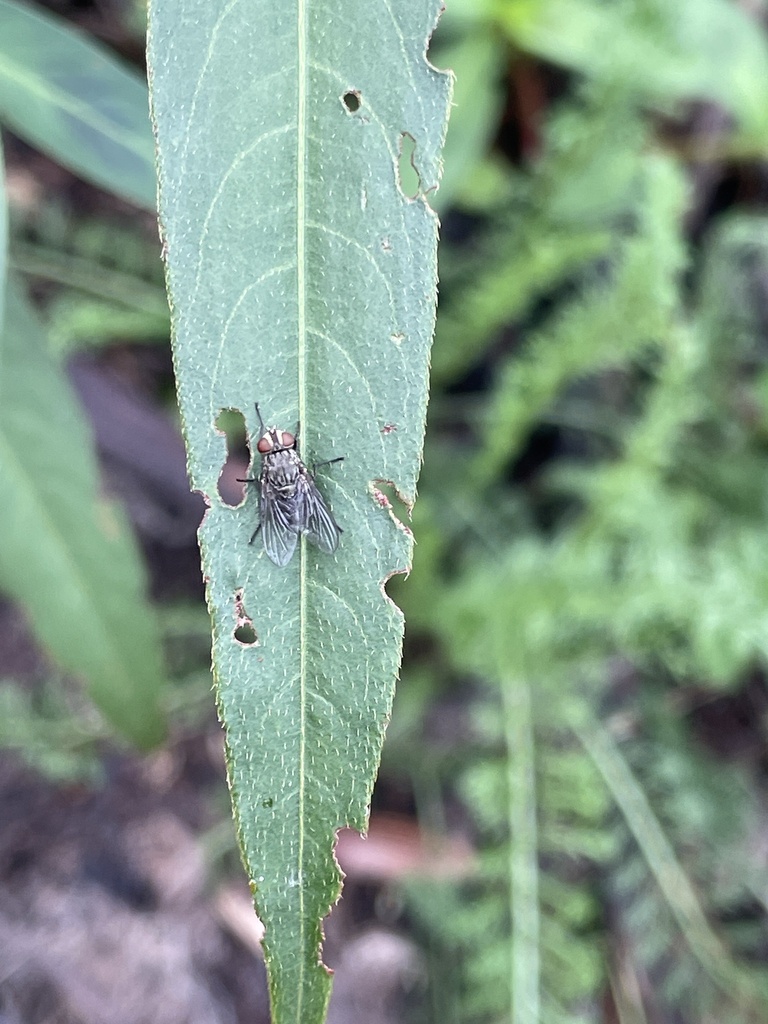 Calyptrate Flies from 皇家植物园, 悉尼, NSW, AU on February 16, 2024 at 06:09 ...