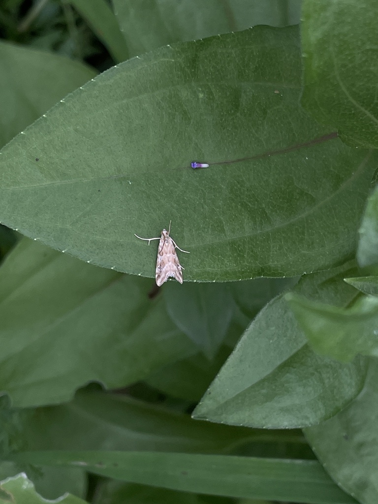 Hellula from 皇家植物园, 悉尼, NSW, AU on February 16, 2024 at 06:11 PM by ...