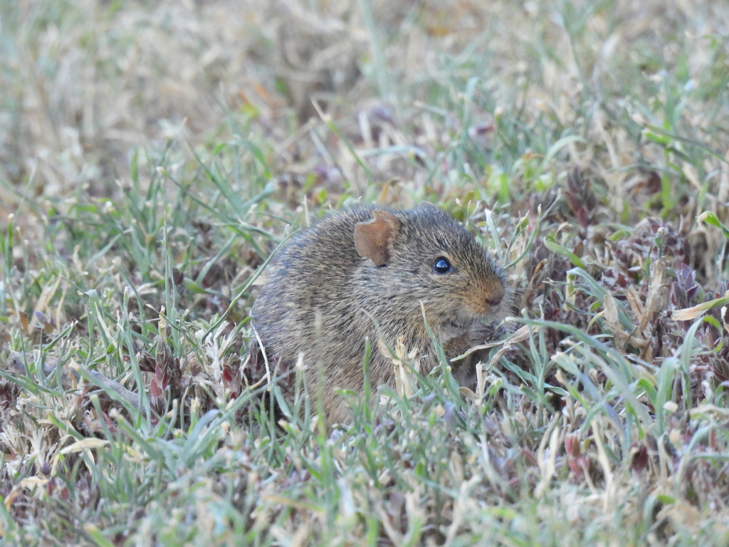 Nile Grass Rat from Lake Nakuru National Park, Nakuru, Nakuru, KE on ...