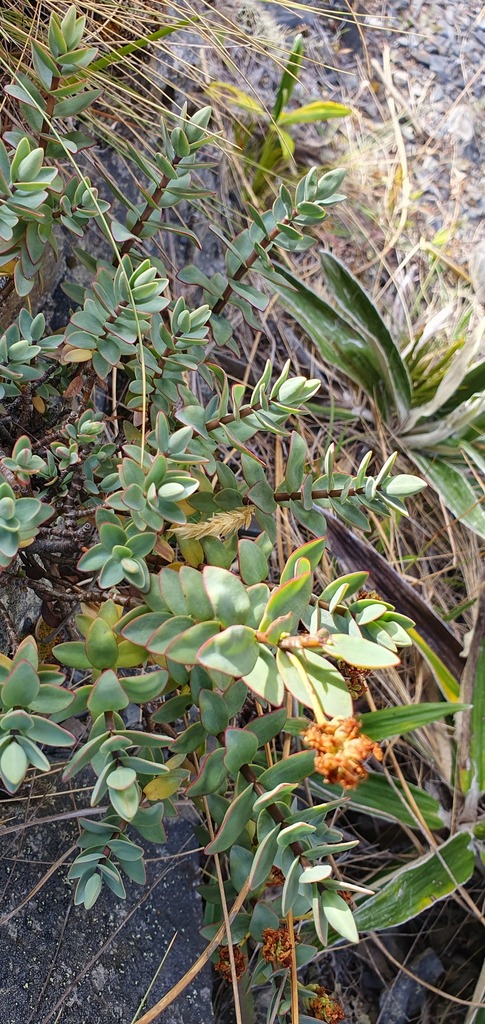 Veronica amplexicaulis in February 2024 by Chris Ecroyd · iNaturalist