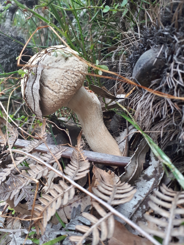 Boletellus from Marlo VIC 3888, Australia on January 31, 2024 at 09:59 ...