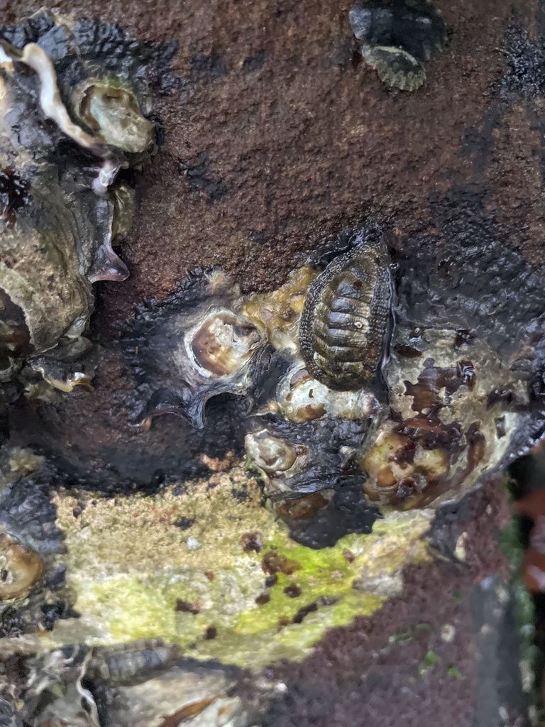 Snakeskin Chiton in February 2024 by Pintsen JIN · iNaturalist