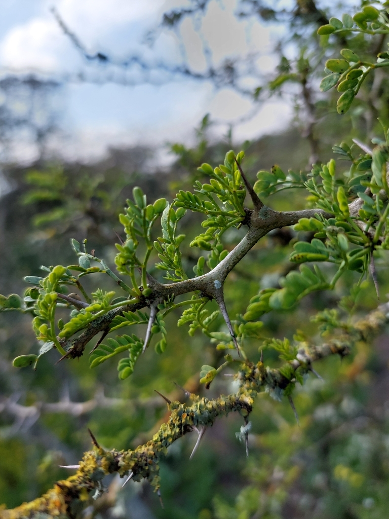 Ana tree from HaDarom, IL on February 16, 2024 at 10:56 AM by shlomi ...