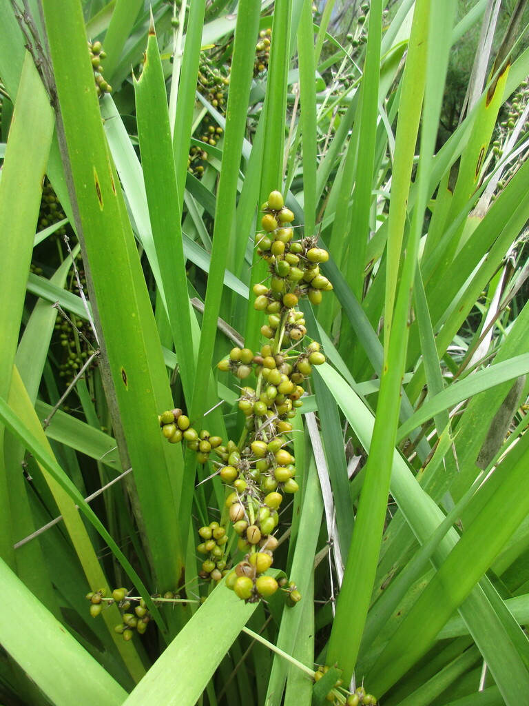 Spiny-headed Mat-rush from Blue Mountains, New South Wales, Australia ...