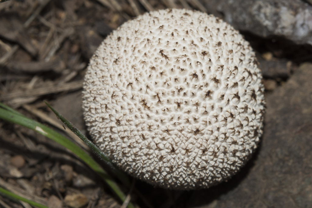 Lycoperdon scabrum from Hillgrove NSW 2350, Australia on February 14 ...