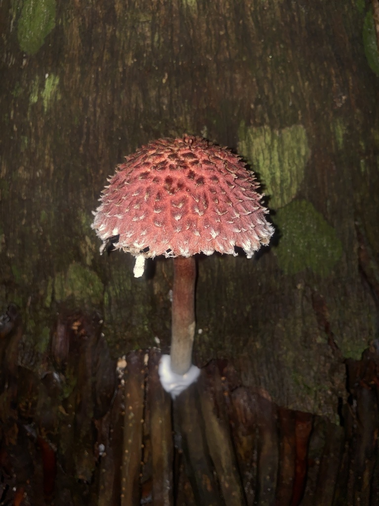 Boletellus deceptivus from D’Aguilar National Park, Mount Byron, QLD ...