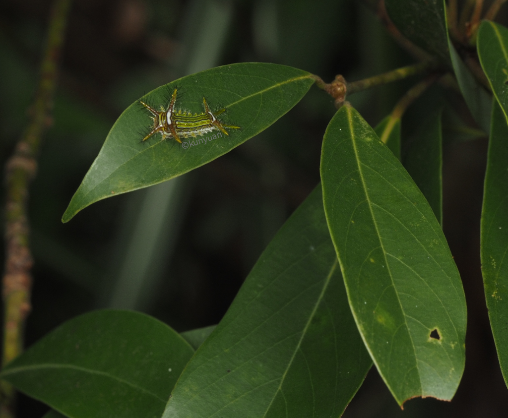 Miresa kwangtungensis by kunyuan. host plant: Camphora officinarum and ...