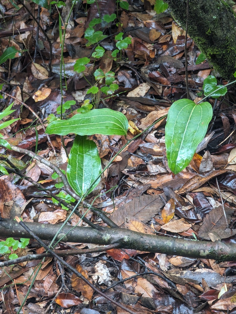 Austral Sarsaparilla from Blue Mountains Nat'l Park NSW 2787, Australia on February 16, 2024 at ...