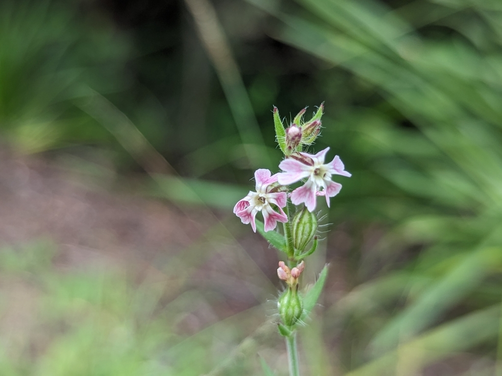 Small-flowered Catchfly from 79F9+WG, Wentworth Falls NSW 2782 ...