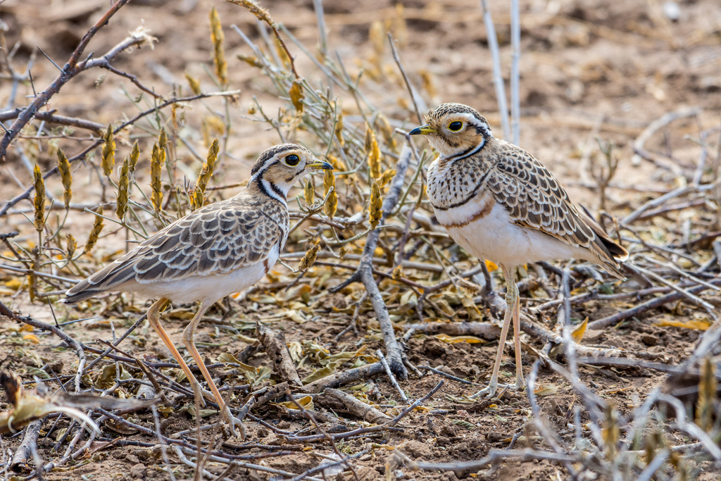 Rhinoptilus cinctus seebohmi from Mopani District Municipality, South ...