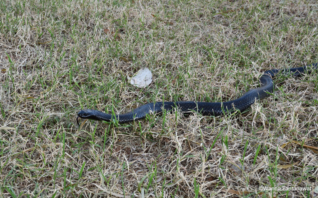Red-bellied Black Snake from Yarrie Lake NSW 2388, Australia on ...