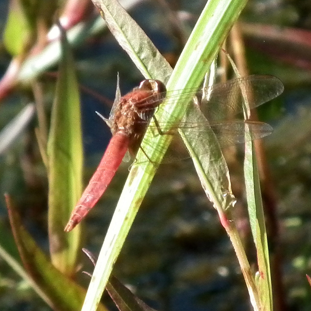 Broad Scarlet from Garden Route Botanical Garden on January 19, 2024 at ...